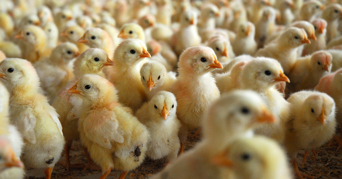 Transavia : Building Farms Chick by Chick - EME Outlook Magazine